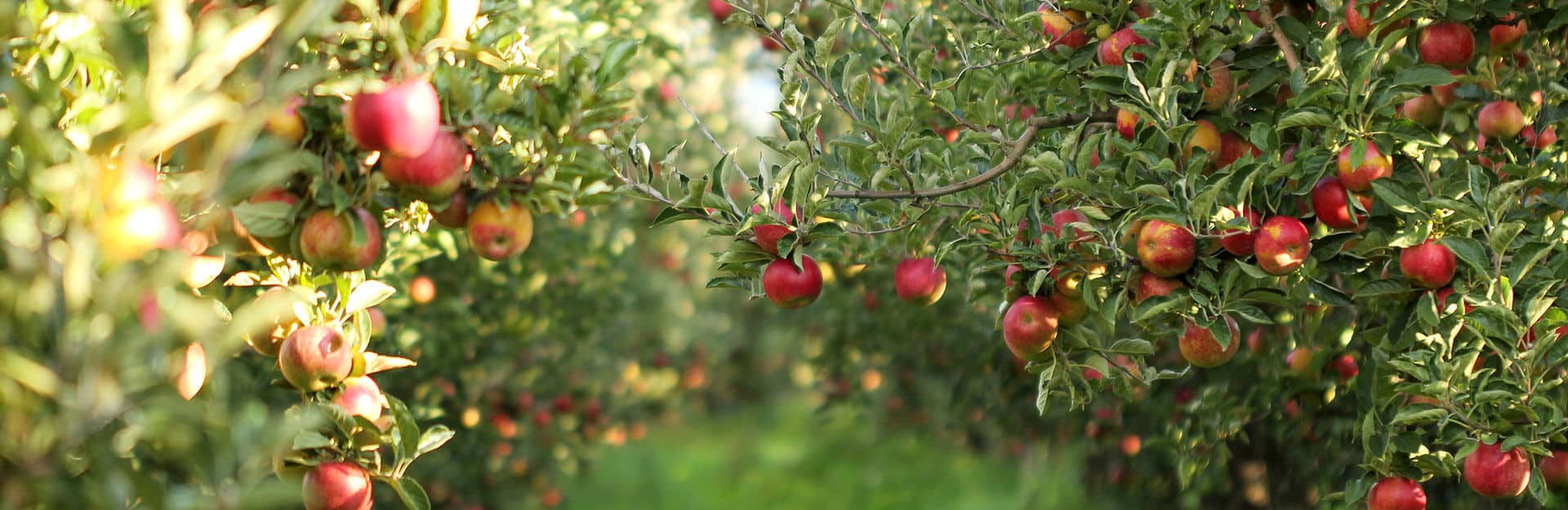 Siroperie Artisanale d'Aubel - DJM digital